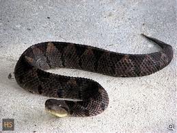 Corazón de Arena: La fauna de Quintana Roo.