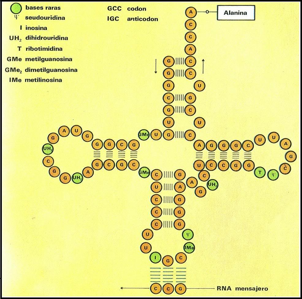 ARN mensajero: ARN mensajero maduro