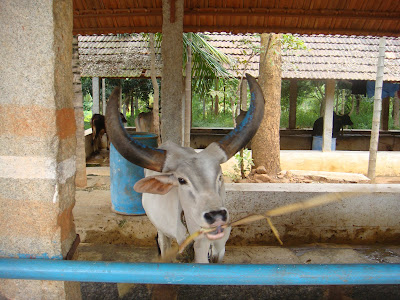 A Protest of Romance: Amritadhara Goshala