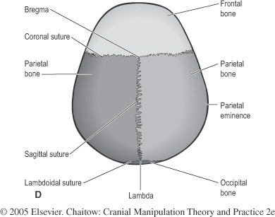 Sphenoparietal Suture