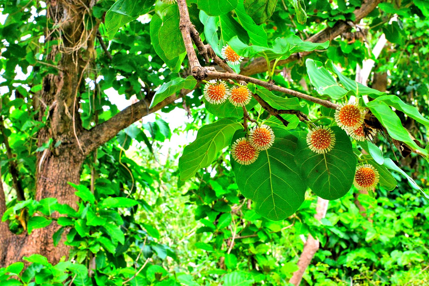 Calatagan, Batangas: Historic and Folkloric Notes about some of its ...