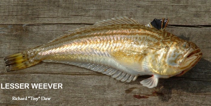 The Székelys are off to sail: Halügyi korrekció :)