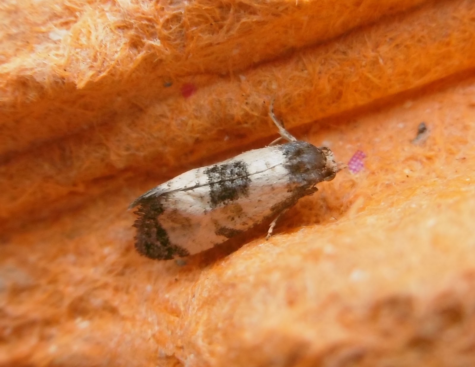 Martin's Moths: Chicken moth - and friends