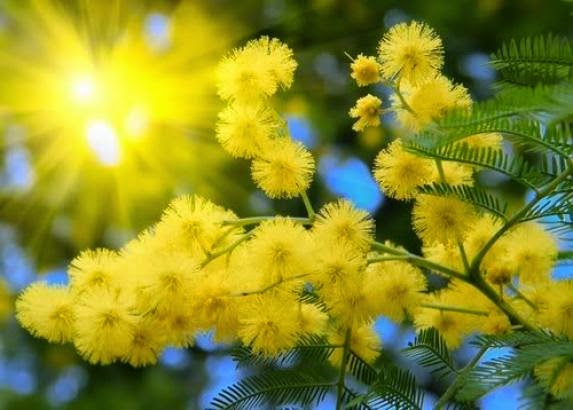 Zvezdani(n) dnevnik: Mimoze i sećanje