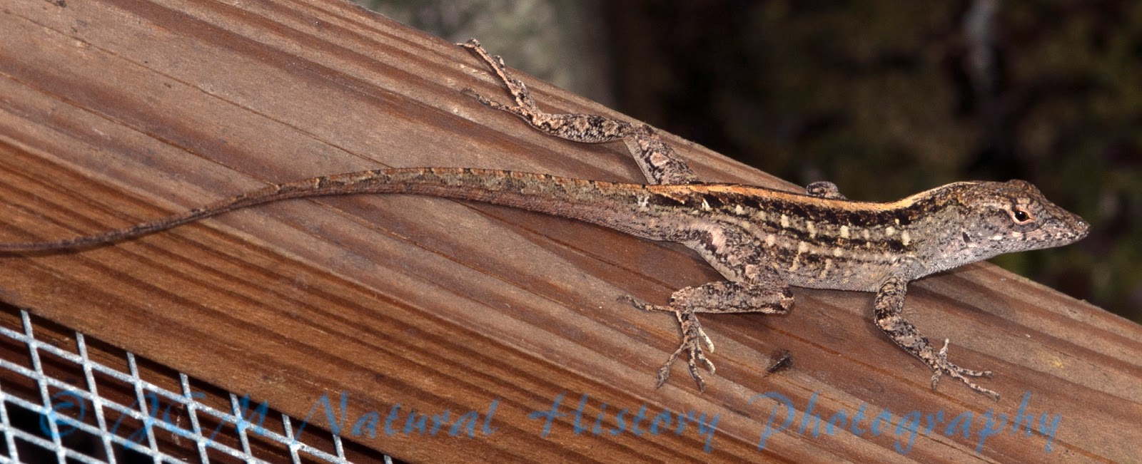 The Herpetology of Trinidad and Tobago: Anolis sagrei (Duméril and ...
