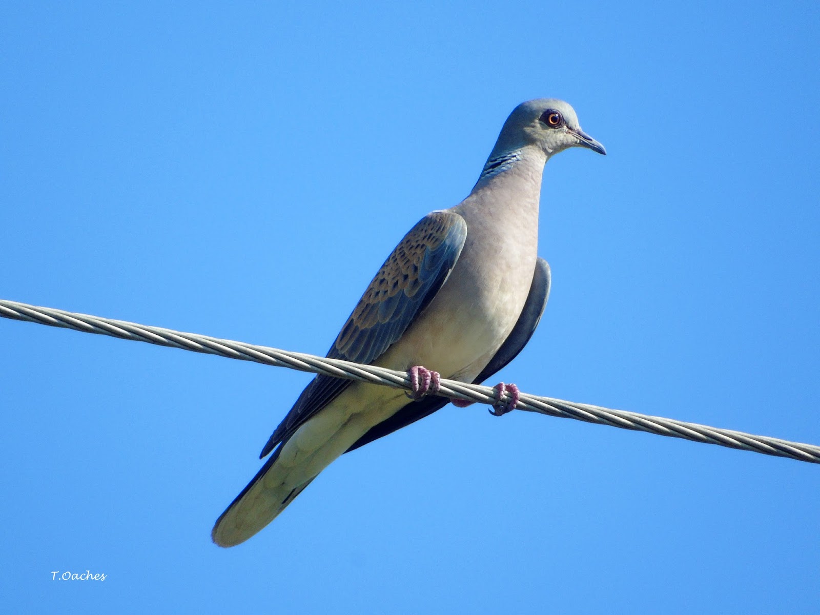 PASARI DIN ROMANIA: TURTURICA, Streptopelia turtur