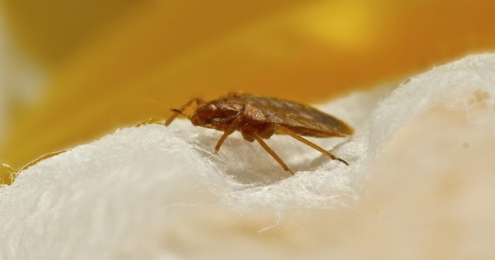 Humane Bug Elimination in London Ontario | london ontario pest control