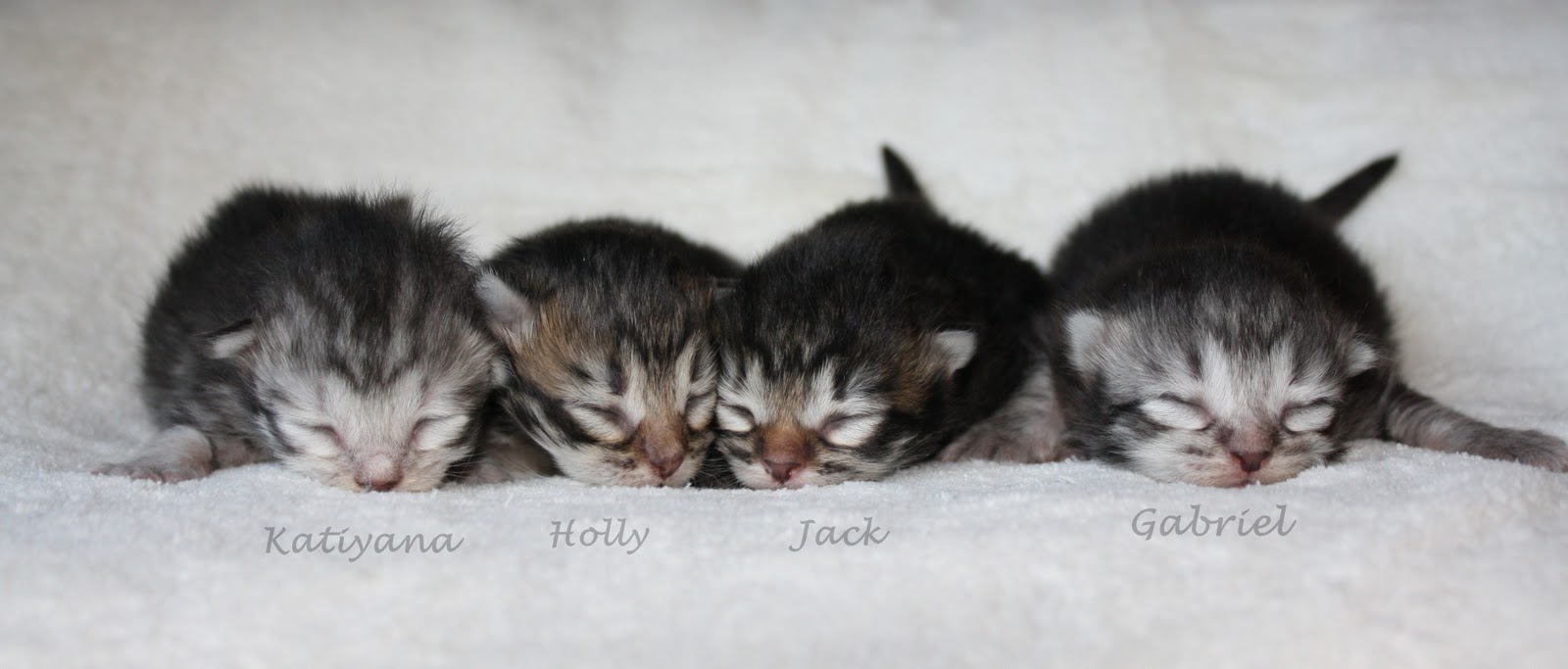 Midnightstar Siberians: Kittens - 1 week old
