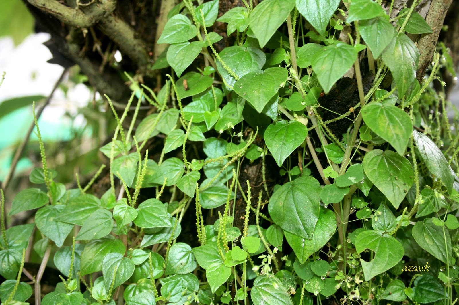 Calm-Sojourner: Flowers from Mizoram