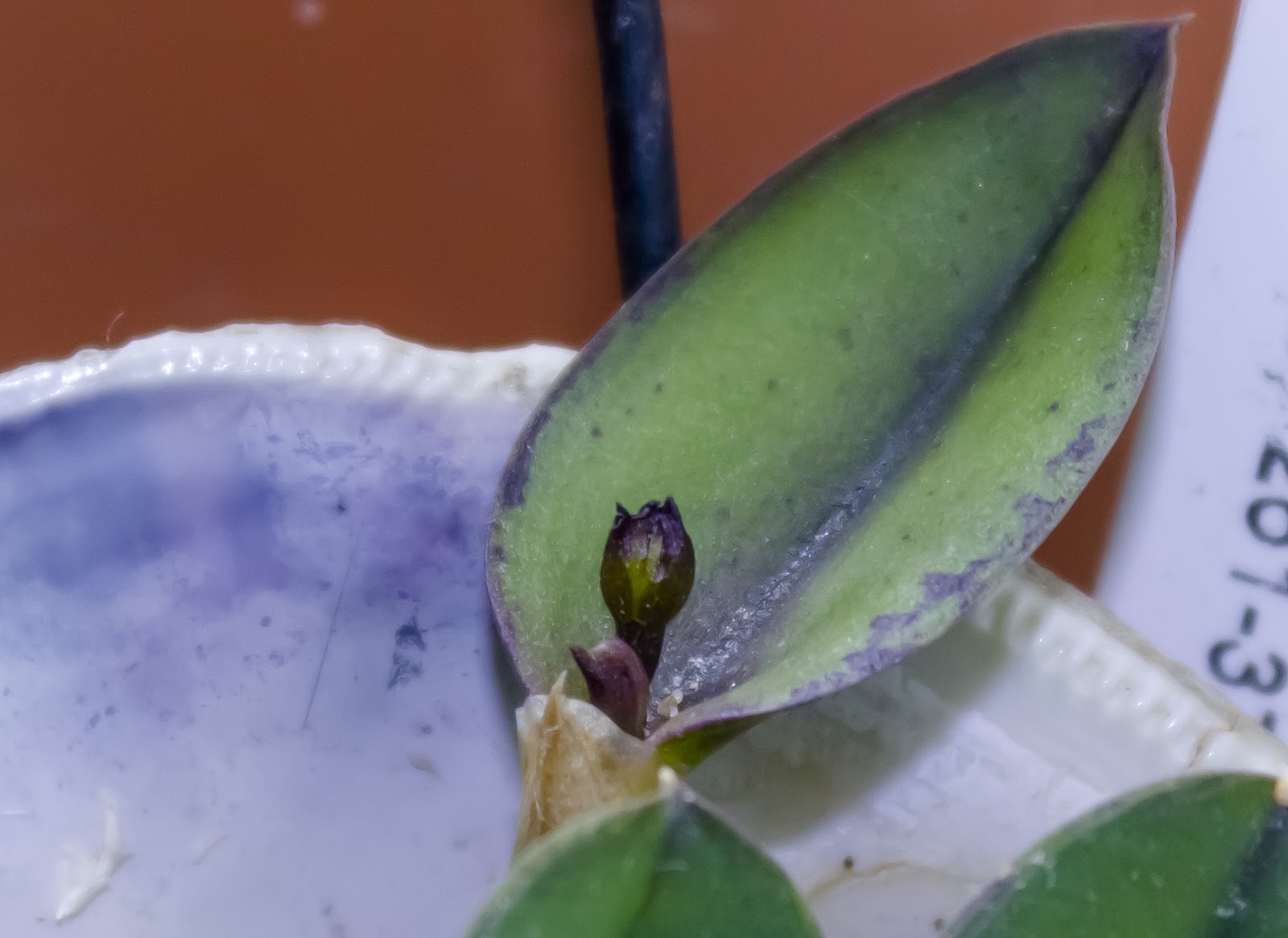 Maria's Orchids: Cattleya cernua blooms