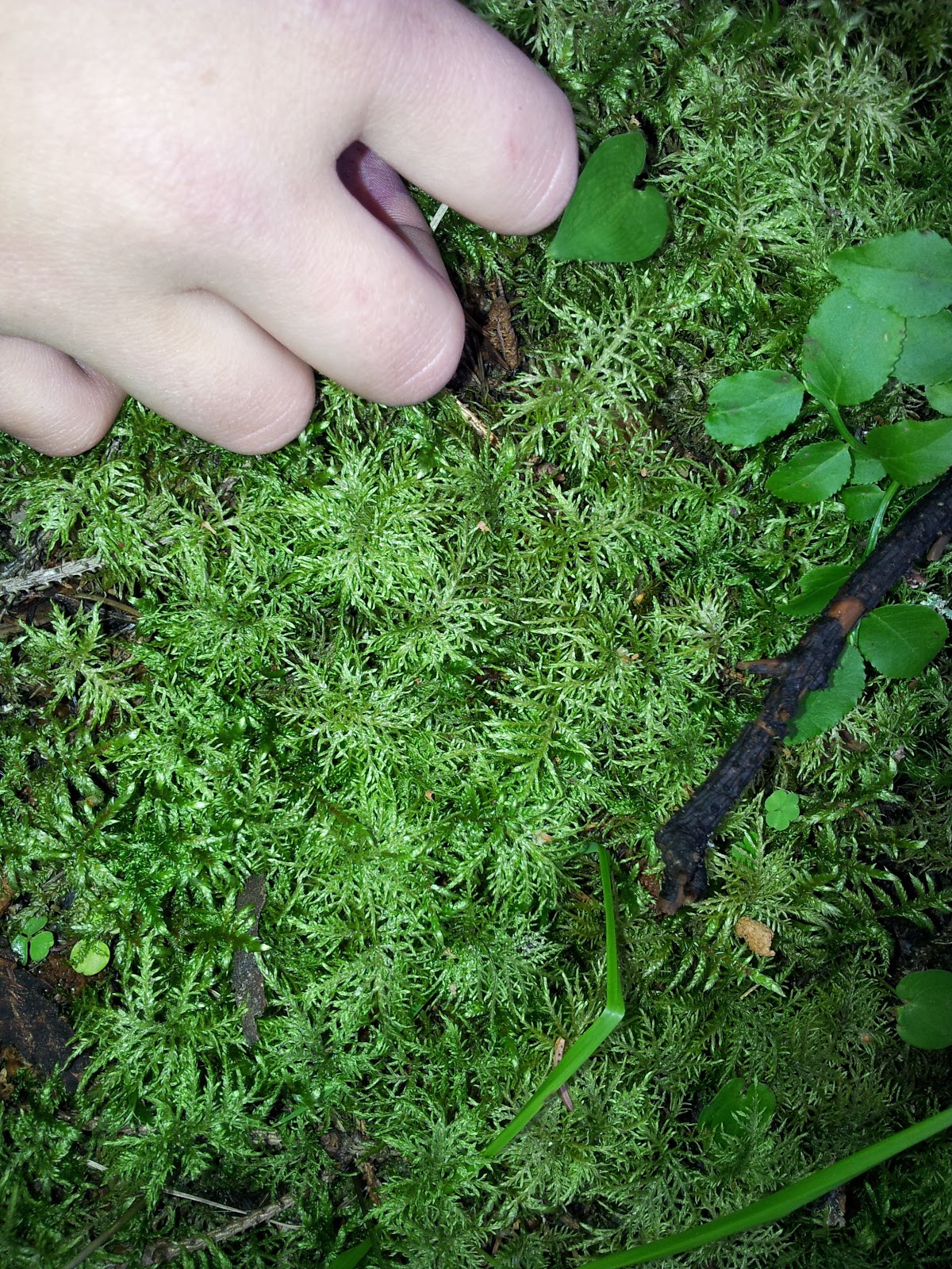 Sammalryhmien tutkimusalueen kasvit: Kerrossammal