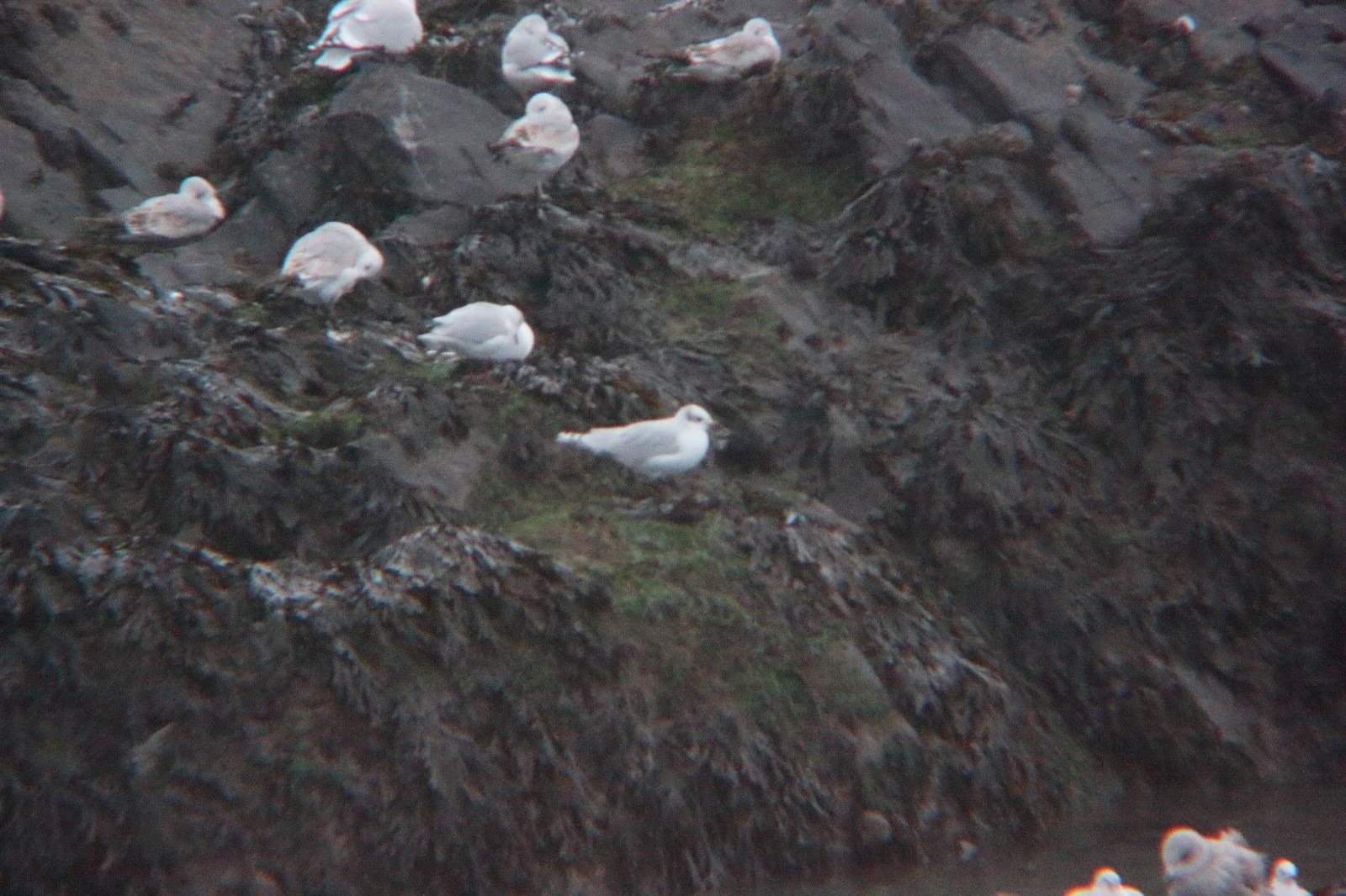 Ceredigion Birds: College Rocks gull roost
