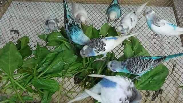 Picture World: Badrika Bird...