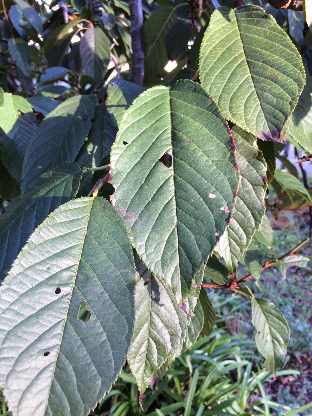 Trees of Santa Cruz County: Prunus campanulata - Taiwan Cherry Tree