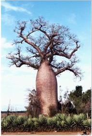 Artikel Motivasi Islam, Cerita Motivasi, Renungan Harian: Rahasia Kayu ...