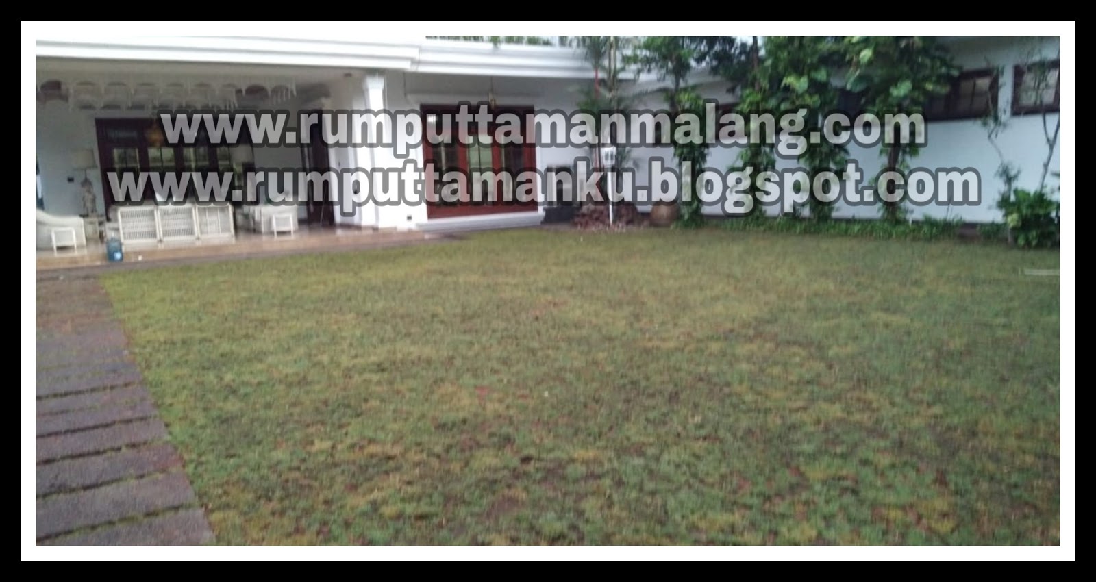 Harga jual rumput manila zoysia matrella di Jakarta April Tahun 2023 ...