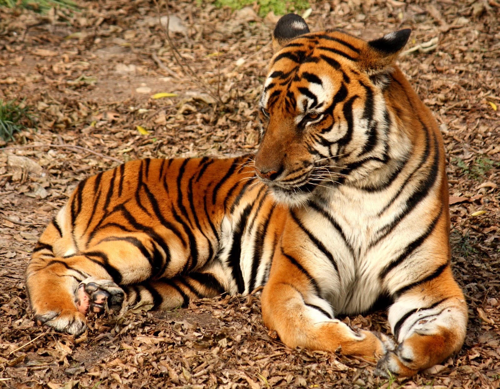 Abe's Animals: Ranges for each big cat