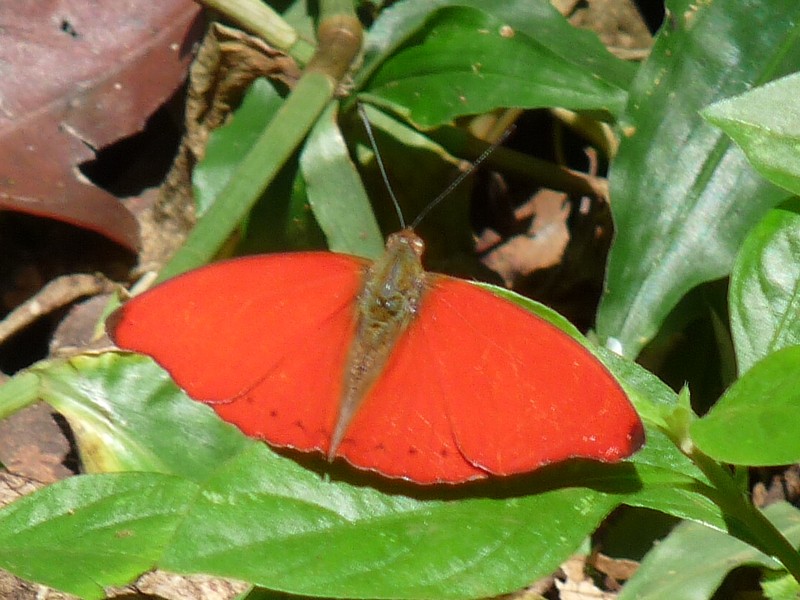 Ian Fraser, talking naturally: Nature Red in Feather and Leg