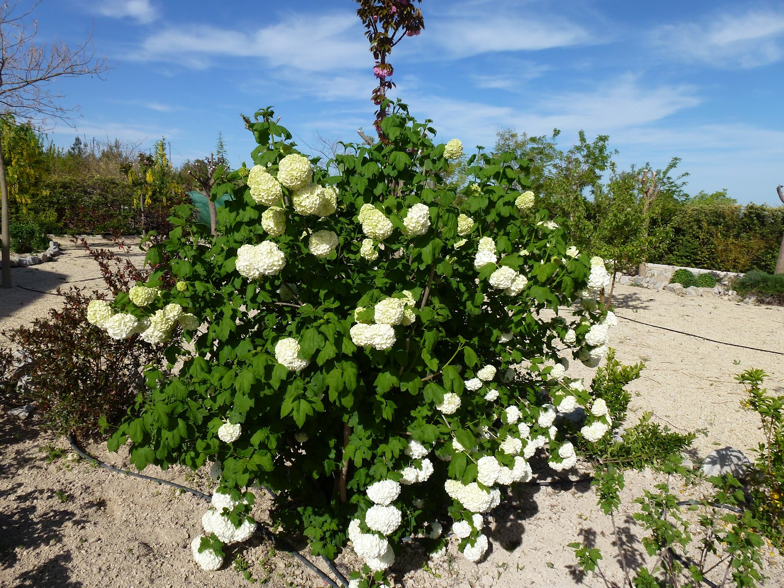Desde "El Llano Bullas": Bola de nieve