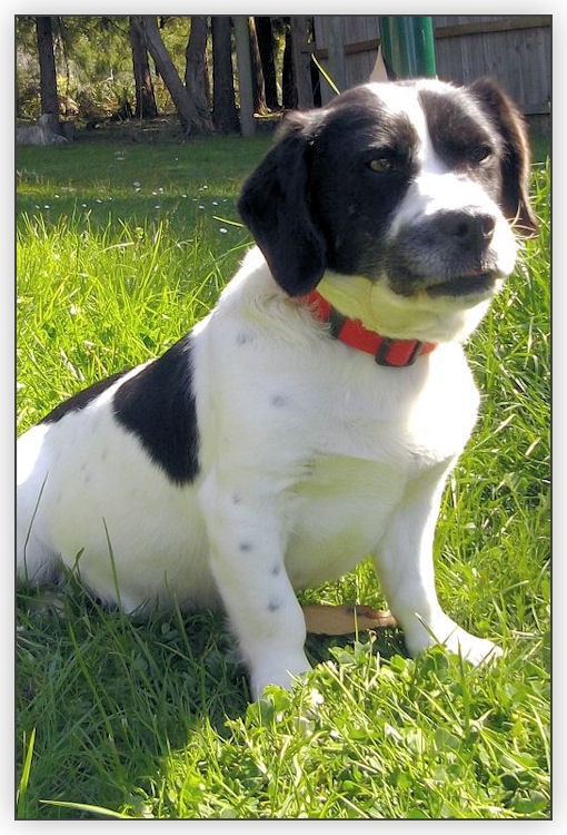 A Thing for Sewing: Dog of The Week