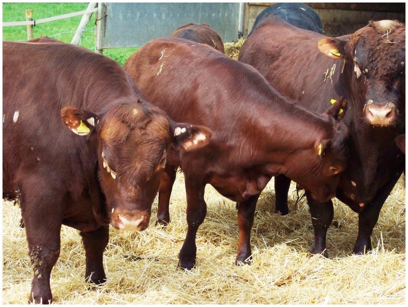 Generalidades de la Ganadería Bovina.: Red Poll