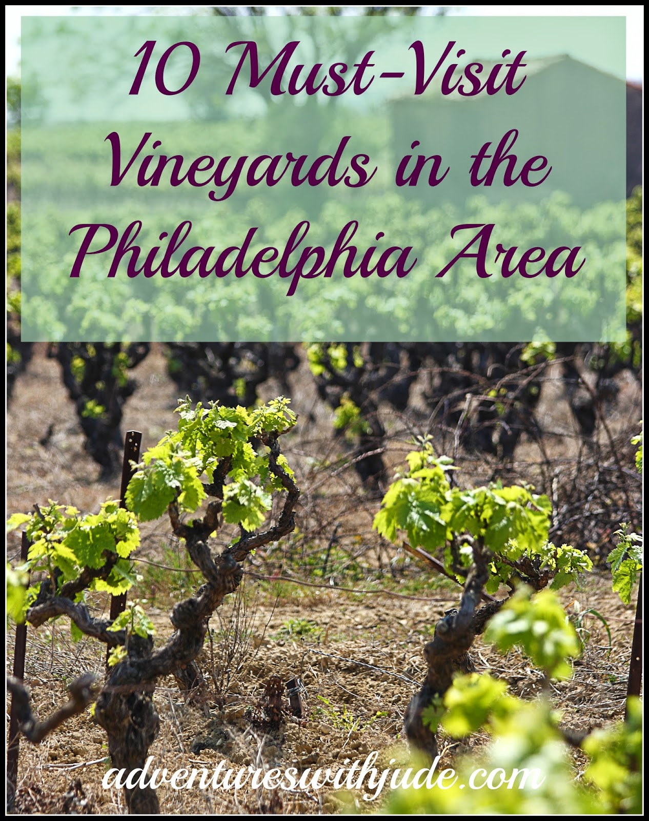 Adventures with Jude: Vineyards: A Field Trip for Adults!