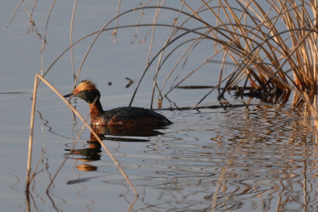 A Calgary Birder: The Last Duck