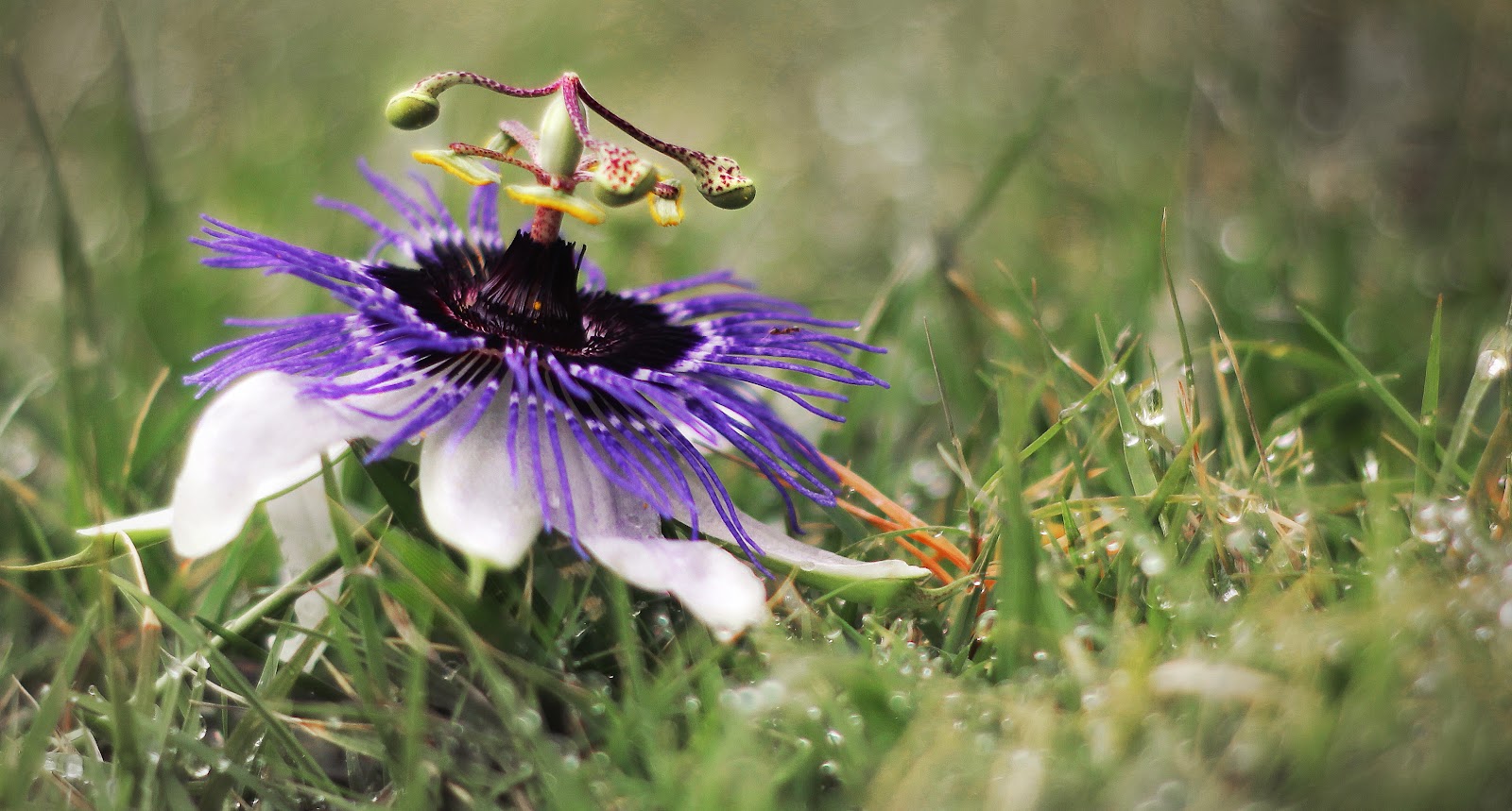 ApertureLads: From Flat to Finished