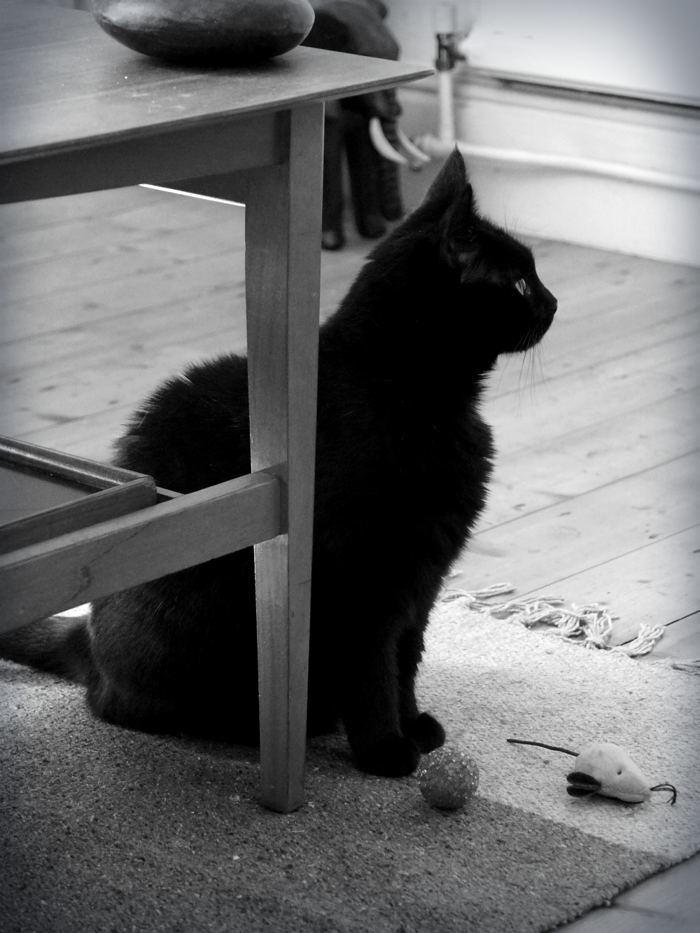 Someone, Somewhere: 15 Facts About Missy Cat