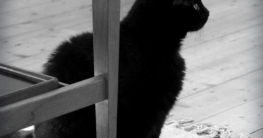 Someone, Somewhere: 15 Facts About Missy Cat