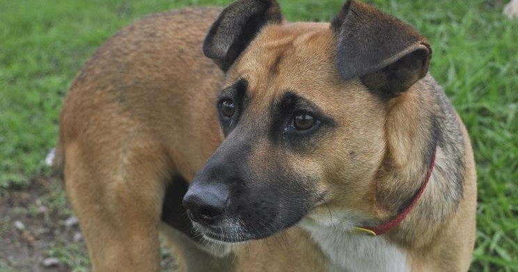 Adoptándonos: Capitán, lindo perro mestizo de tamaño mediano está en ...