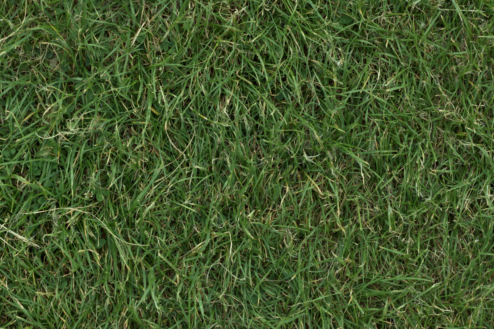 HIGH RESOLUTION TEXTURES: (GRASS 3) turf lawn green ground field texture