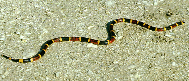 ABCs of Animal World: World’s Most Colorful Venomous Snakes