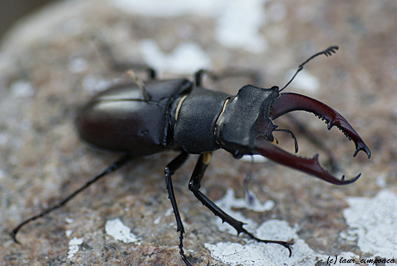 (c)Photography beyond words,poze,fotografii,photo from Romania: Radasca ...