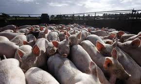PIG FARMING-SWINE PRODUCTION HOGS-PIGLETS CARE FEEDS BREEDING-DISEASES ...