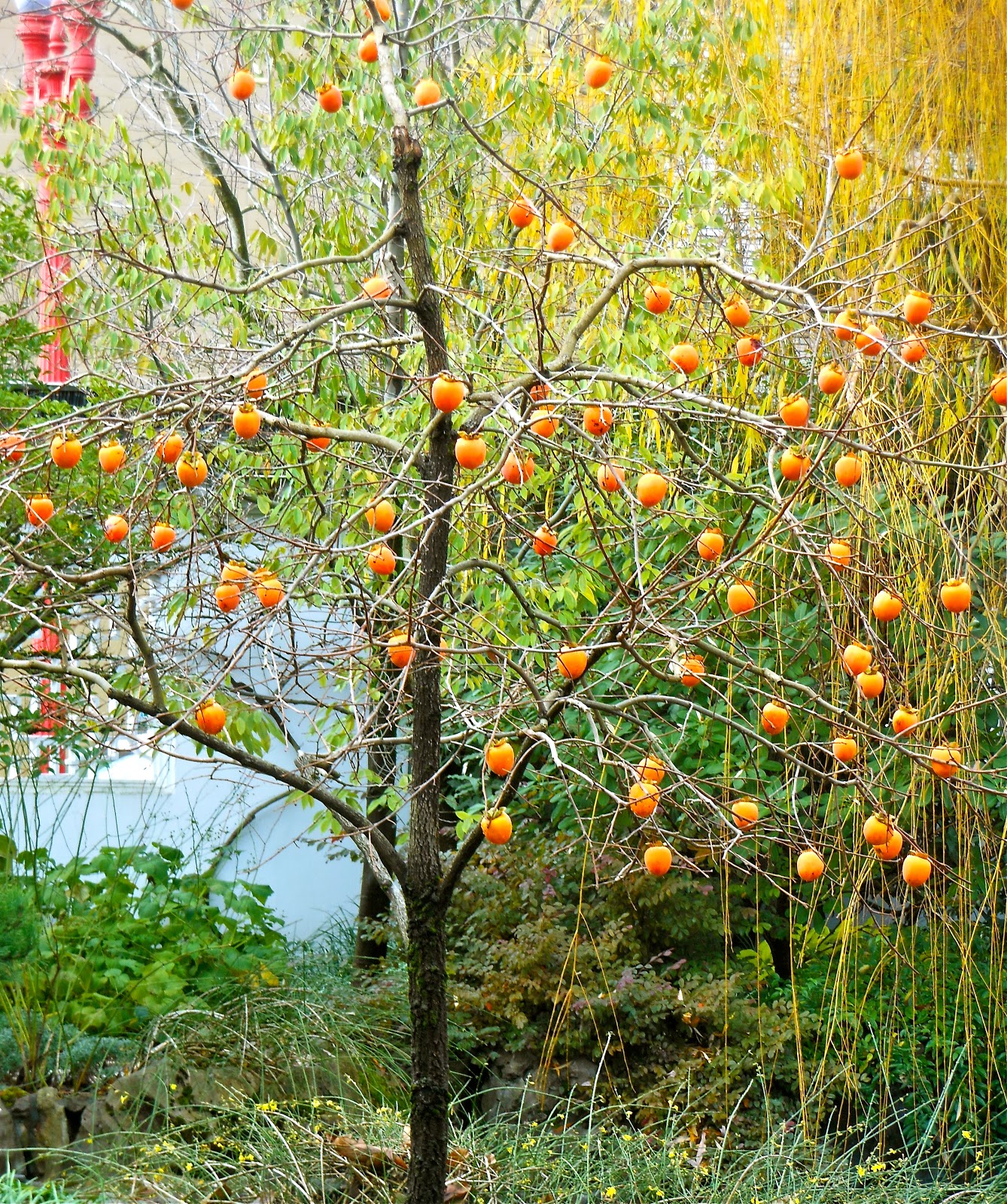 Persimmon tree | Trees----Flowers | Pinterest | Trees
