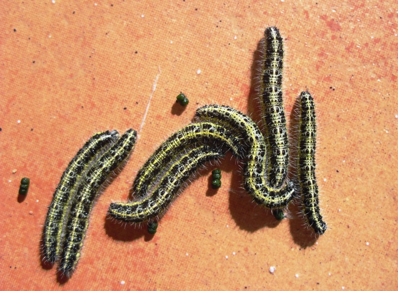 El huerto del Lopez: EL GUSANO DE LA COL