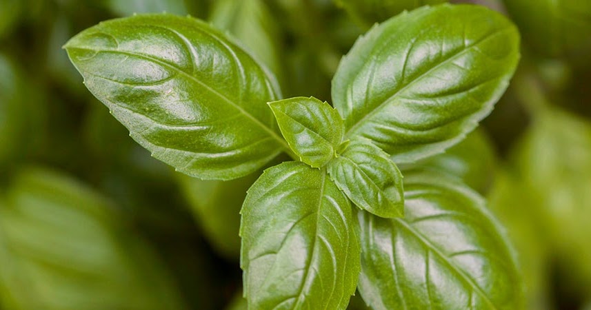 Manjericão, benefícios e particularidades de seu uso.