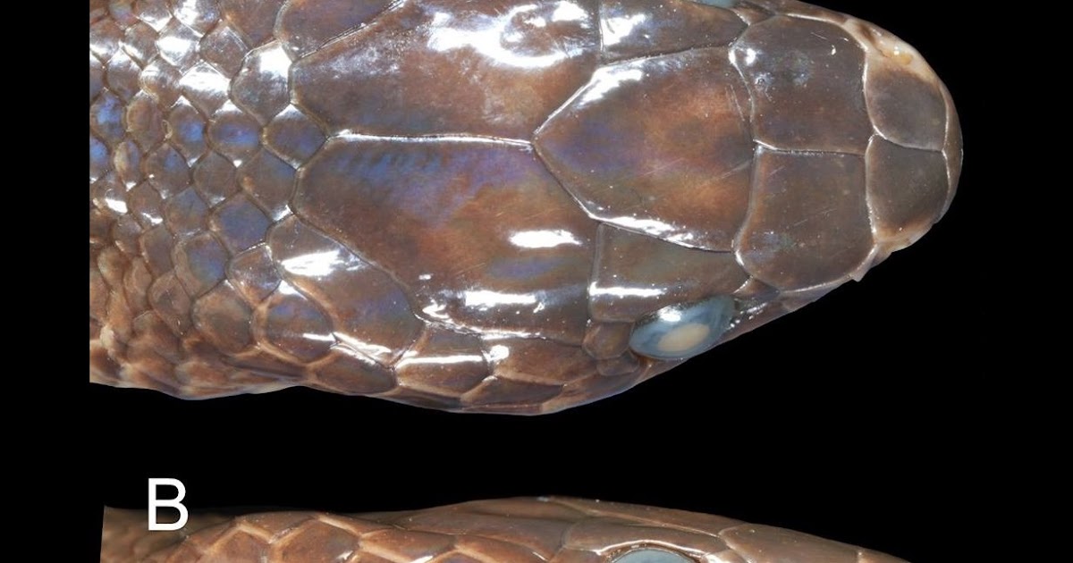 Species New to Science: [Herpetology • 2019] Stegonotus ayamaru • A New ...