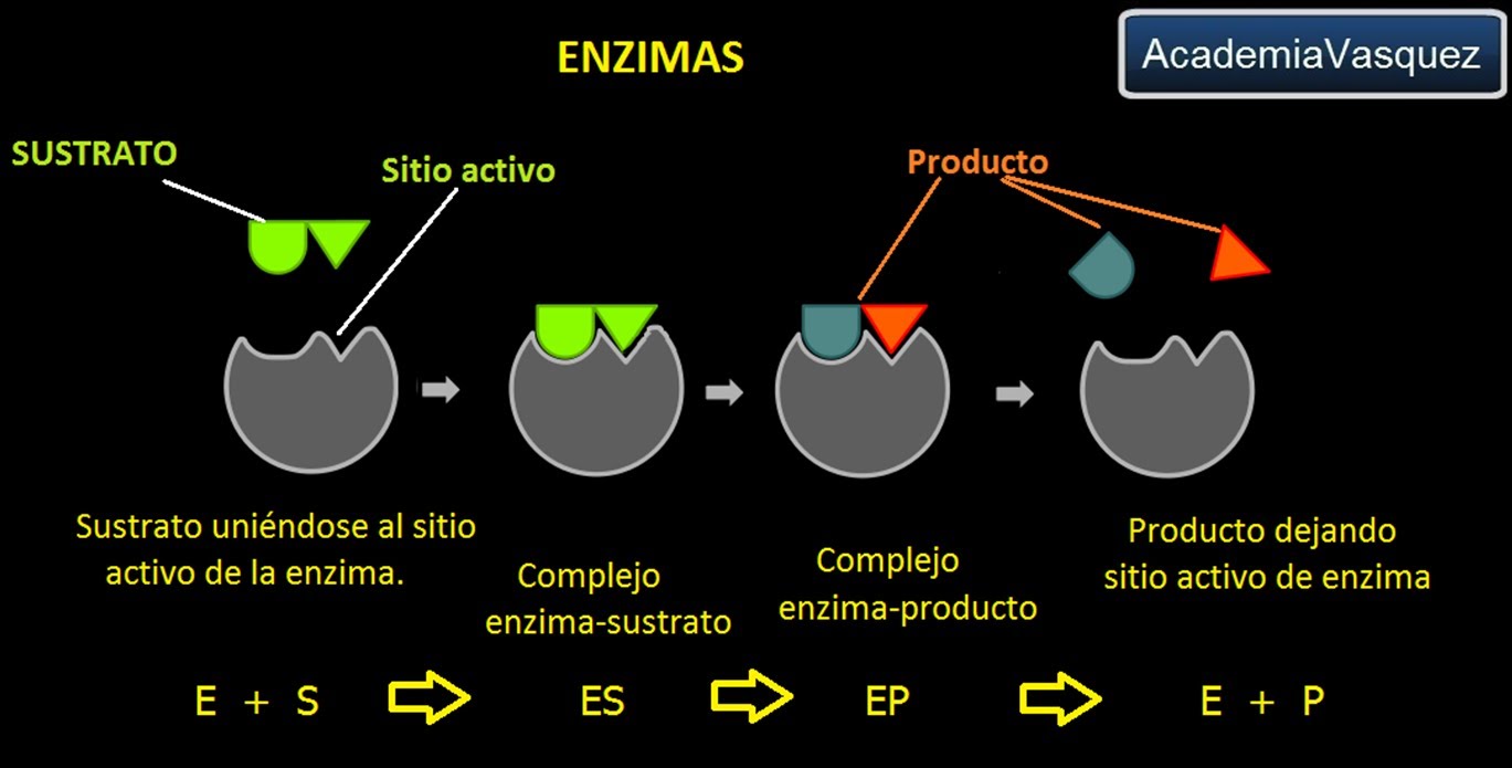 Coromoto InforQuimica: Clase 4: Las Enzimas