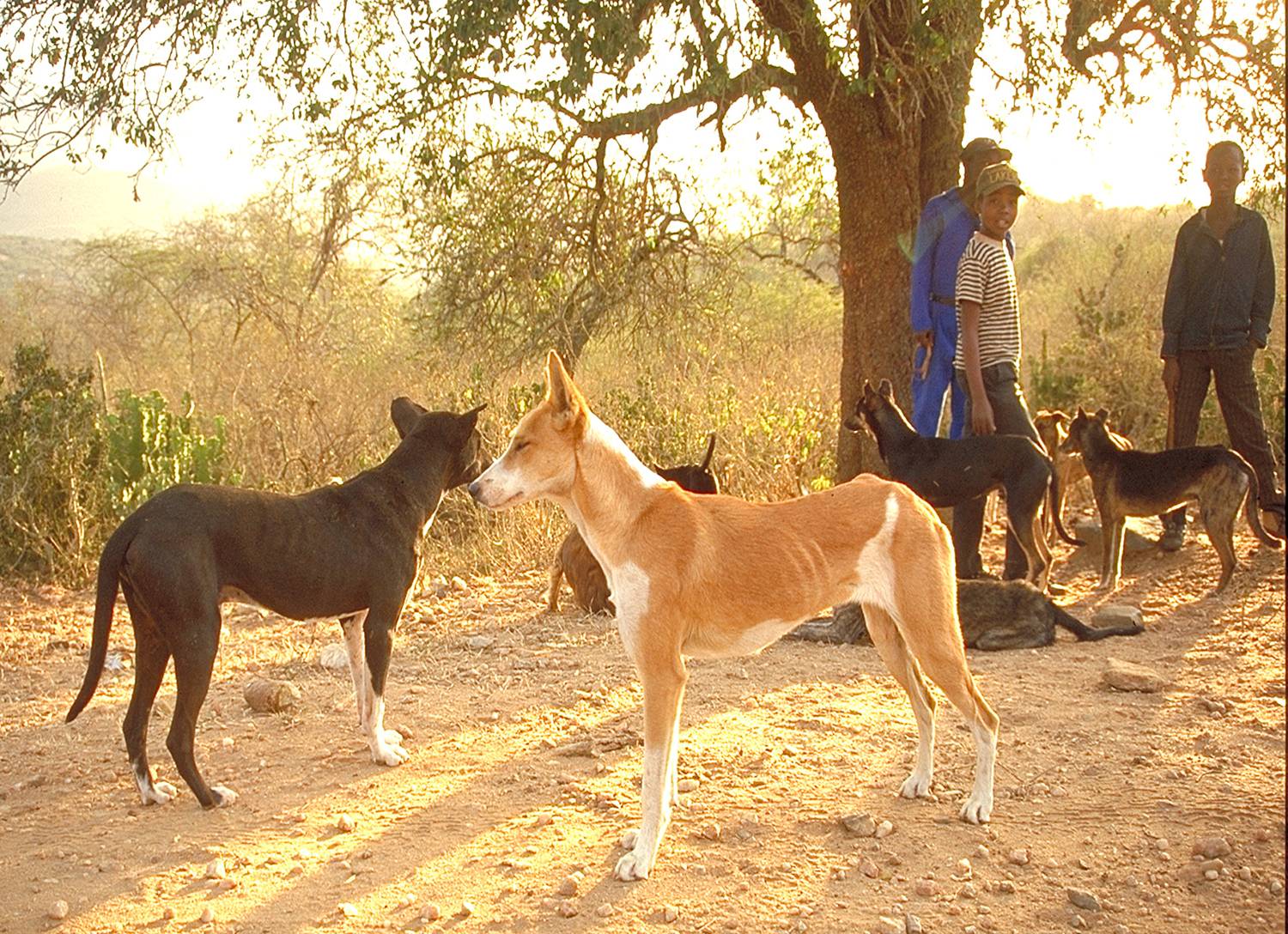 the store: My dog is a Canis Africanis- A dog from Africa!