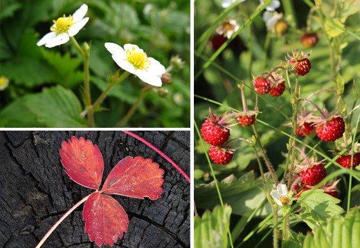 Lesní jahody ze semen | Vysněná zahrada