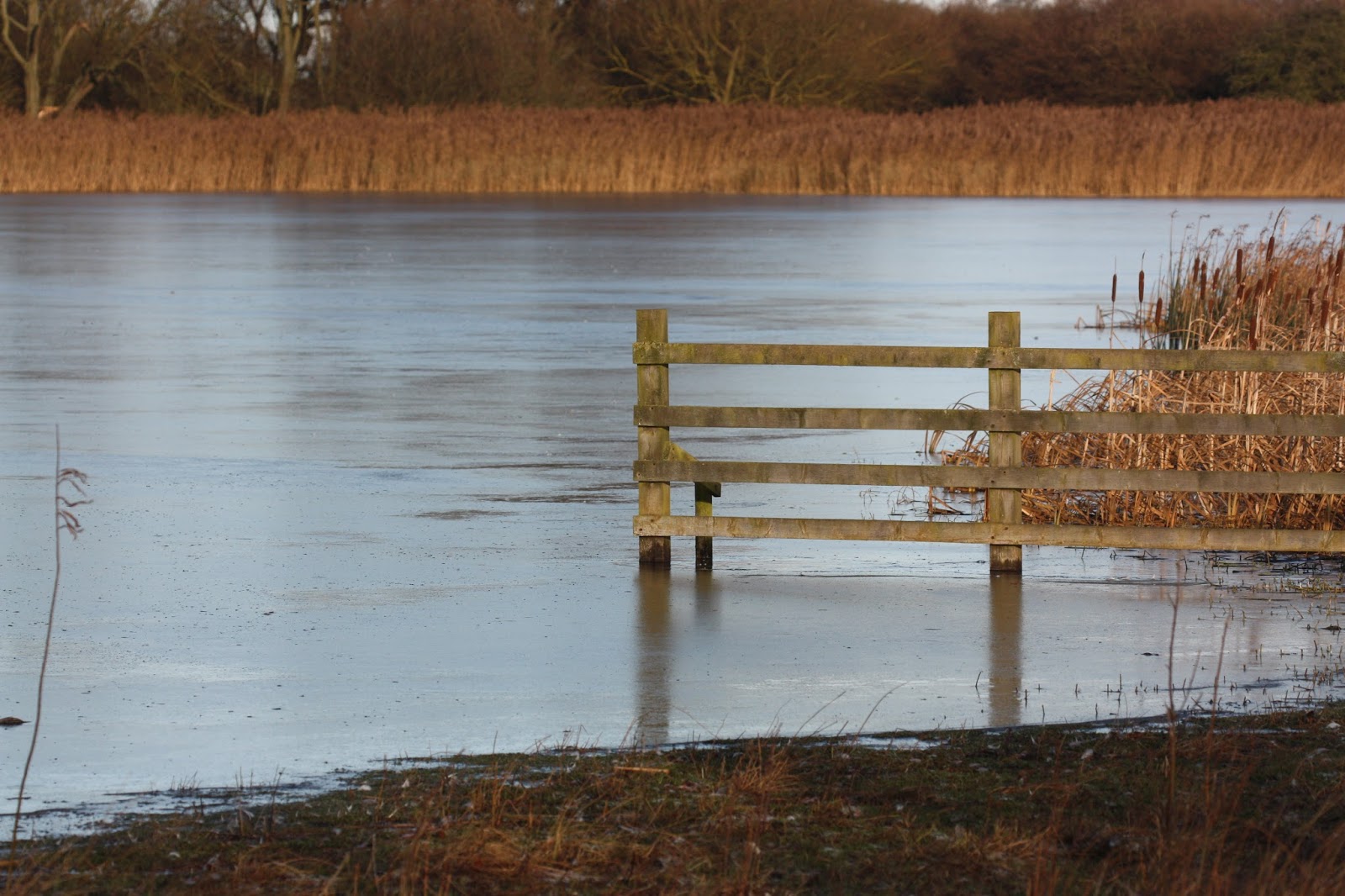 Killy Birder: All Weather Birders Return to Holywell