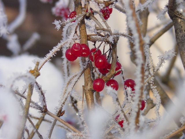 KALINKA, O NOME E A RECEITA