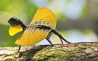 Cekibar, Kadal yang Mahir Terbang Layang | RE Tawon