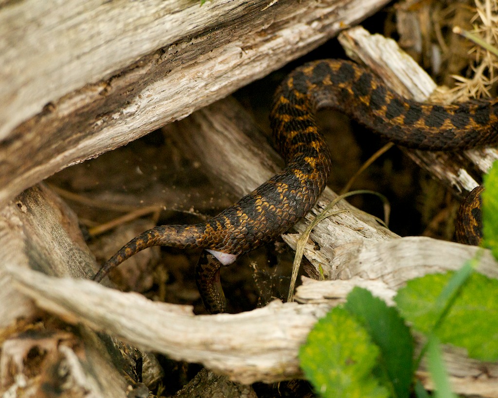 British Wildlife Centre ~ Keeper's Blog: Adder Babies