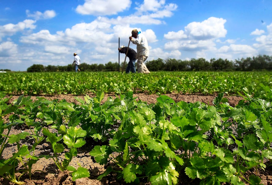 Life through the Lens: Cilantro Field
