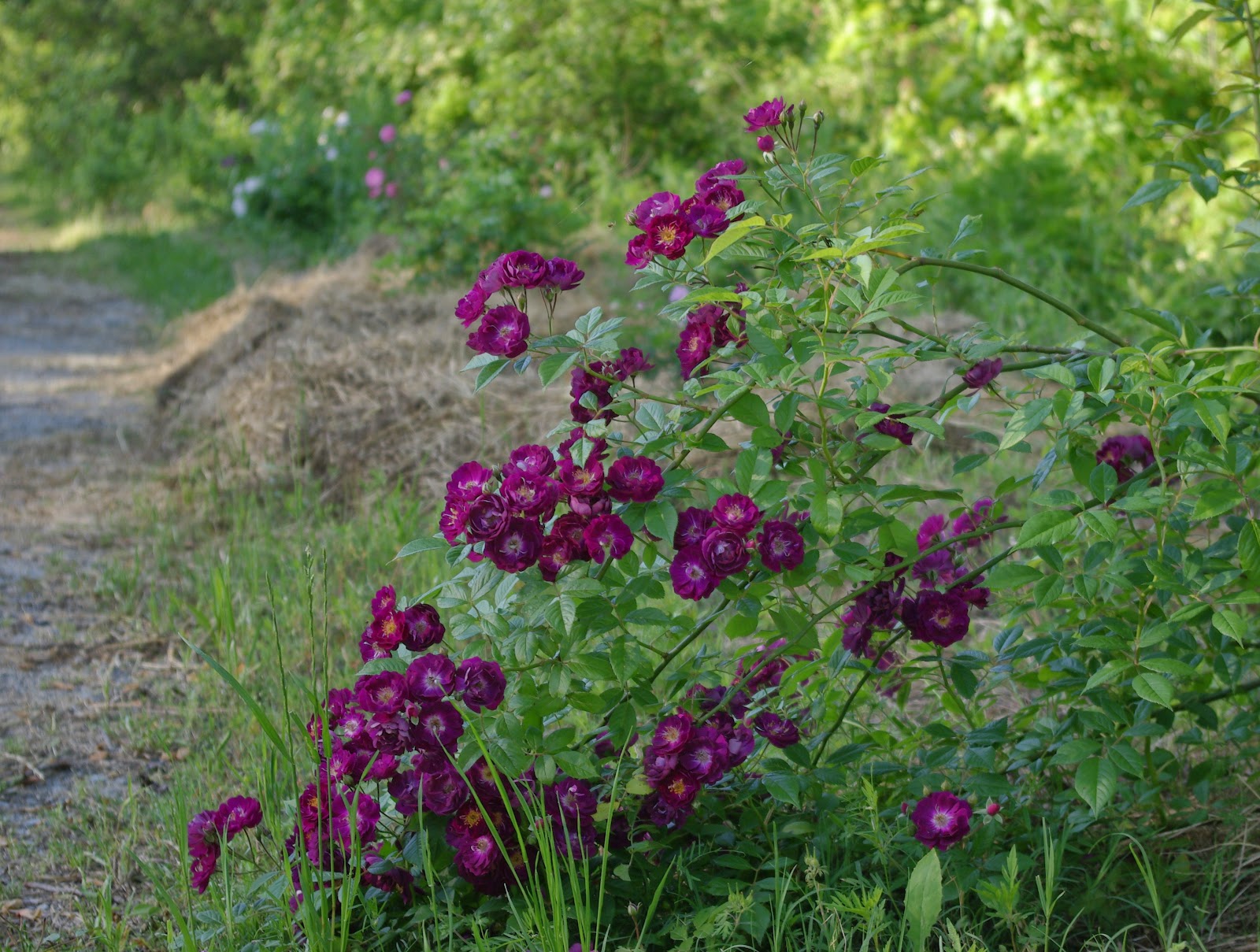sweetbay: Blooming Friday