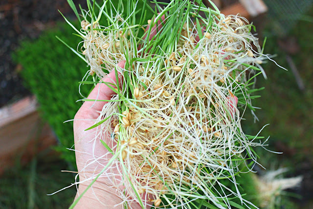 To Sing With Goats: Fodder Tutorial! AKA: How To Sprout Grain for ...