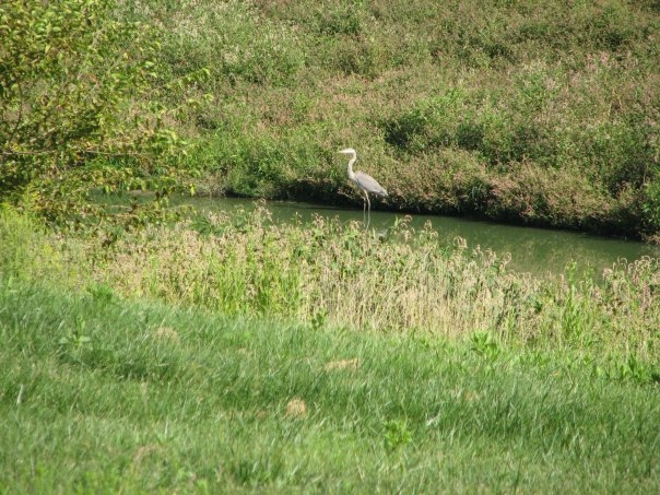 A (Lone) Wolf in the Village: Amberley Green